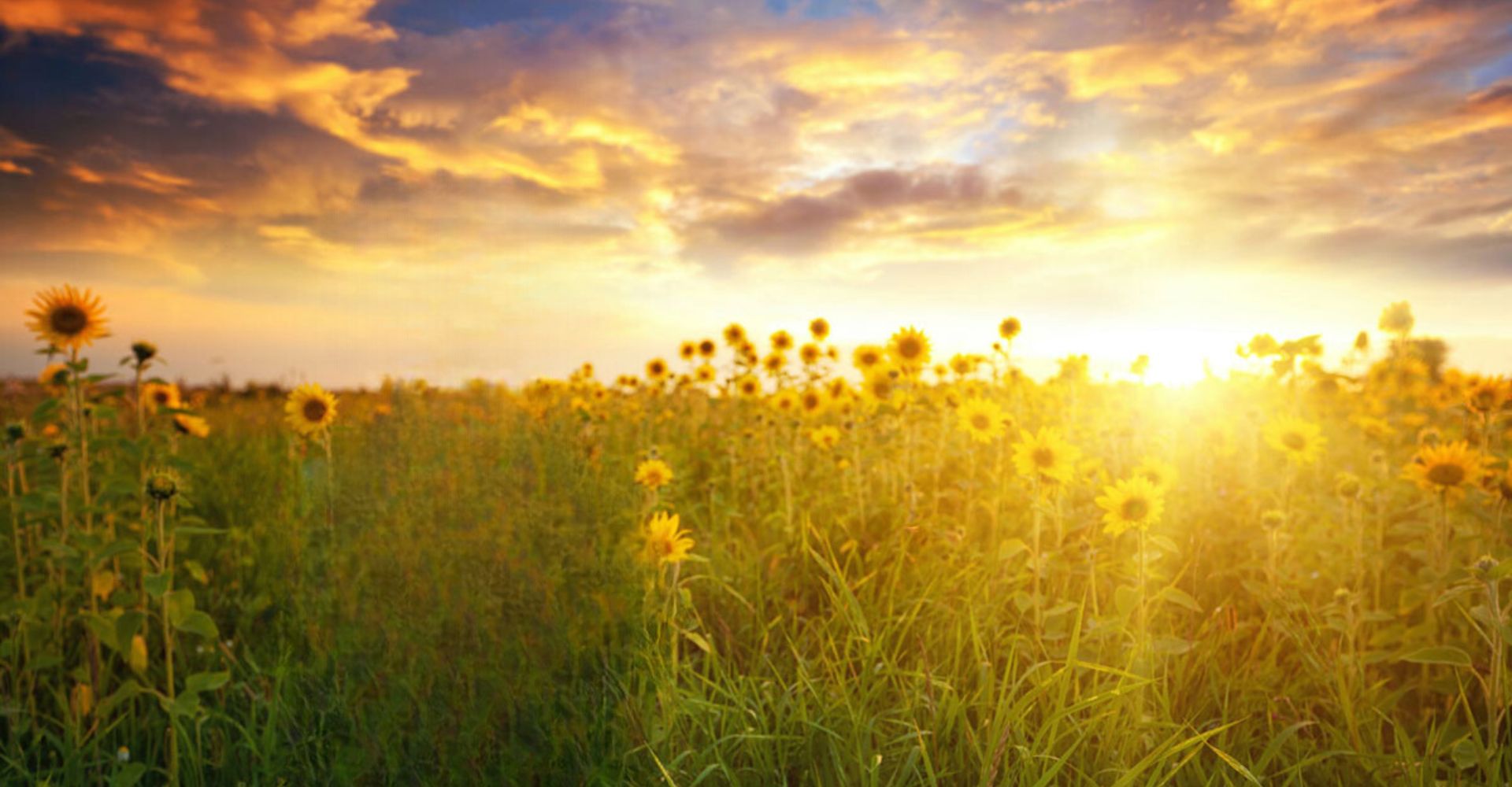 Heart Knocks Global | Discovery Training [DT]